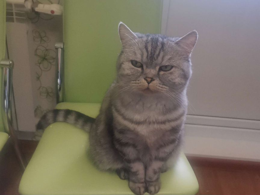 Британская кошка бесплатно