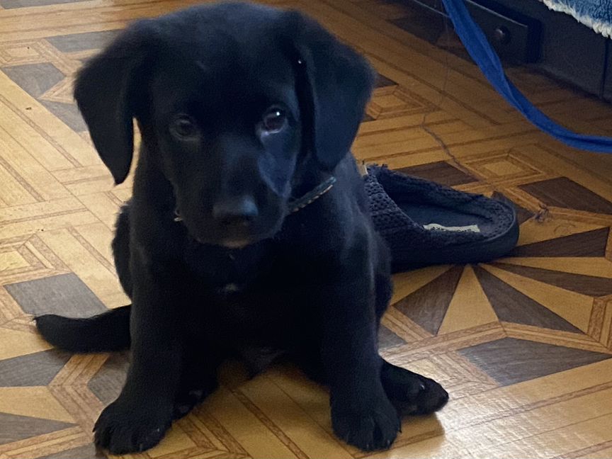 Щенки спаниеля