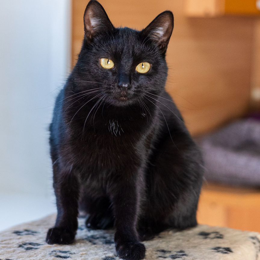 Молоденькая кошечка ищет дом