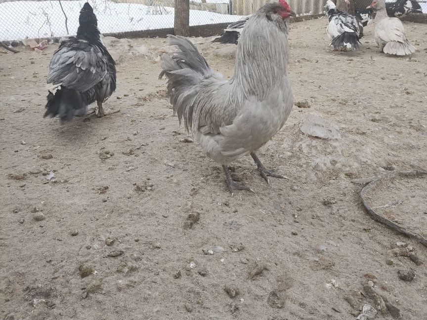 Петух араукан лаванда