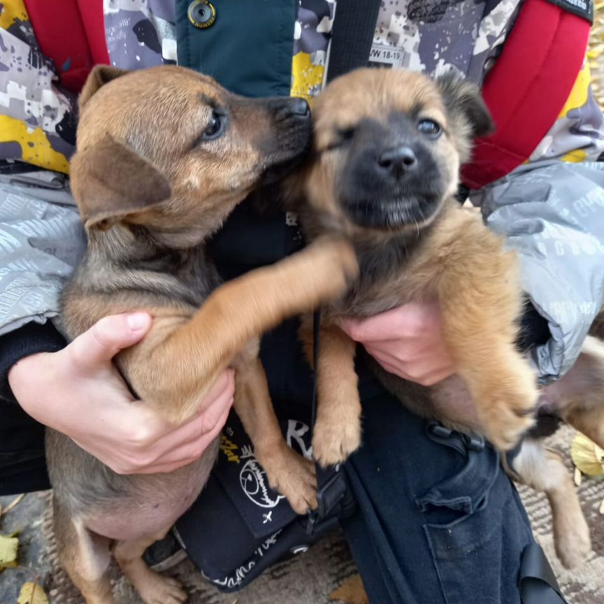 Щенки ищем дом