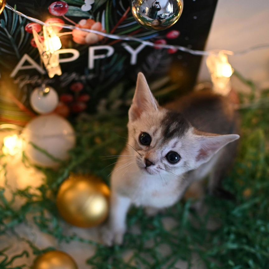 Абиссинские котята