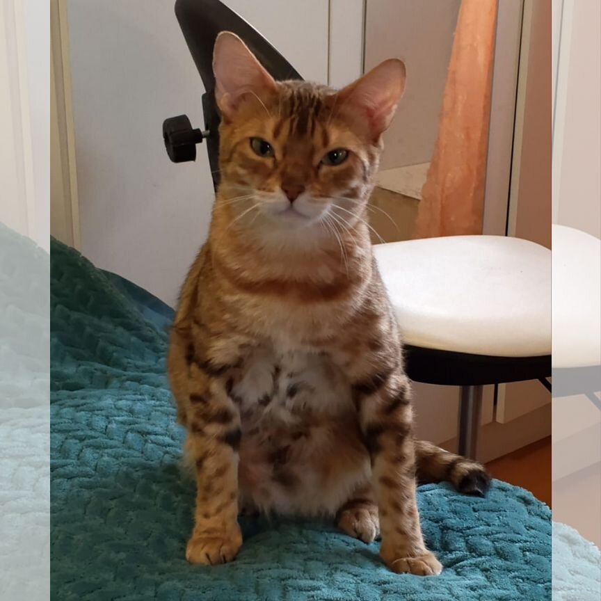 Бенгальская