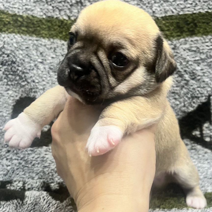 Чихуахуа, щенок