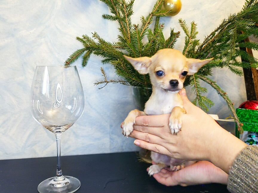 Подрощеный микро мальчик чихуахуа