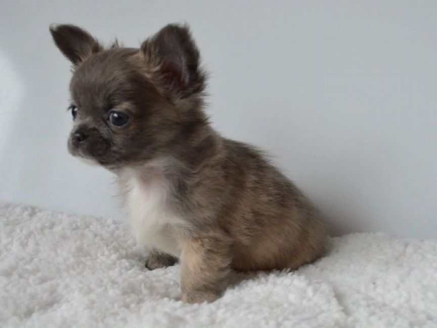 Перспективный щенок чихуахуа мини от Чемпиона, РКФ