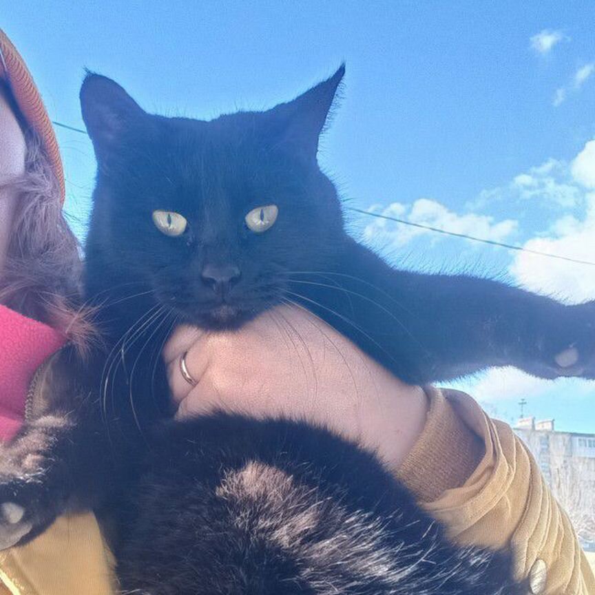 Кошка пропадет на улице, нужен дом