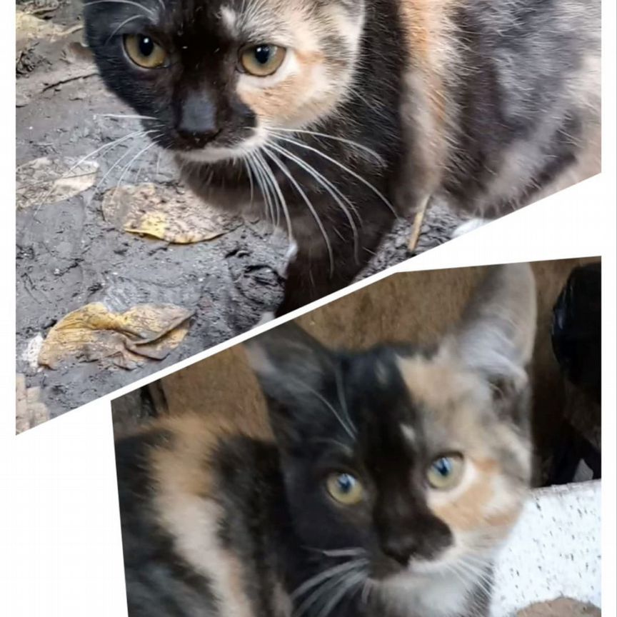 Котёнок