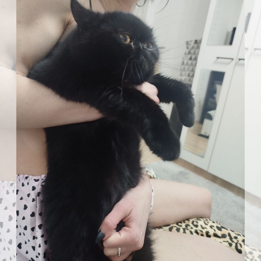 Экзотическая короткошёрстная кошка, взрослая