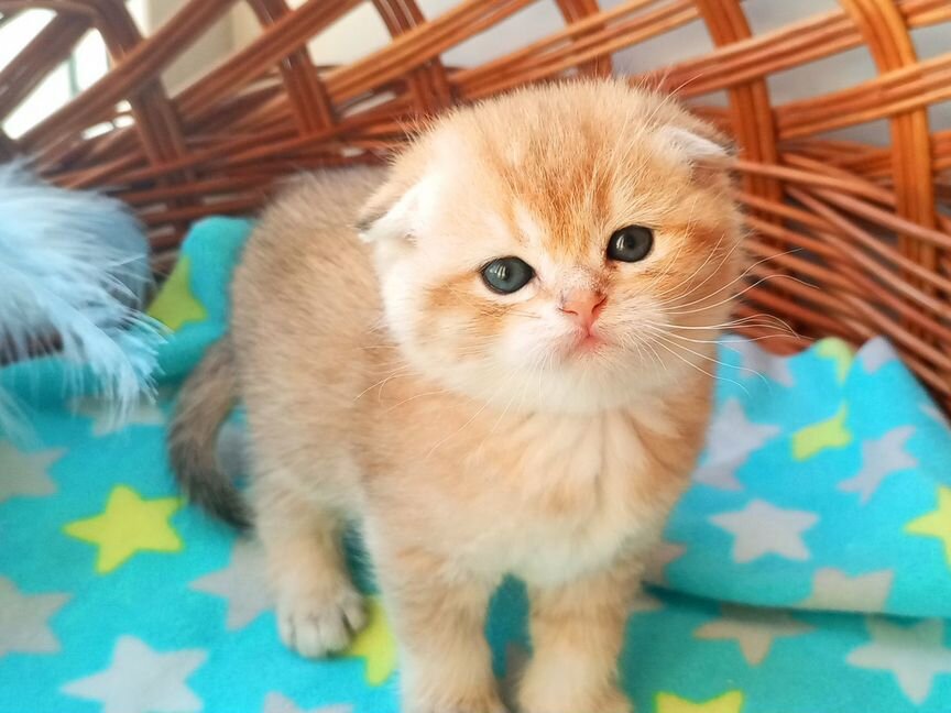 Золотая шиншилла