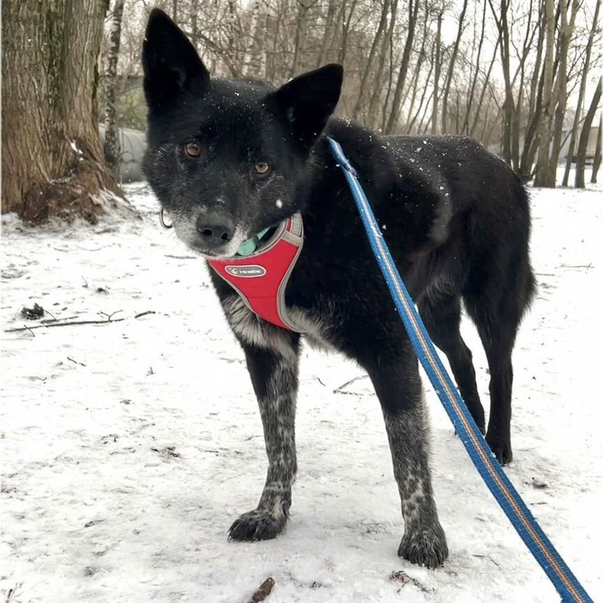 Спокойная собака из приюта