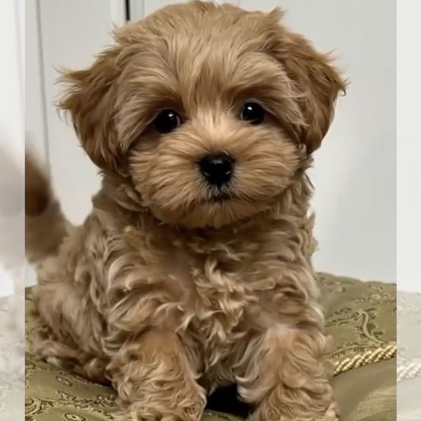 Мальтипу, щенок