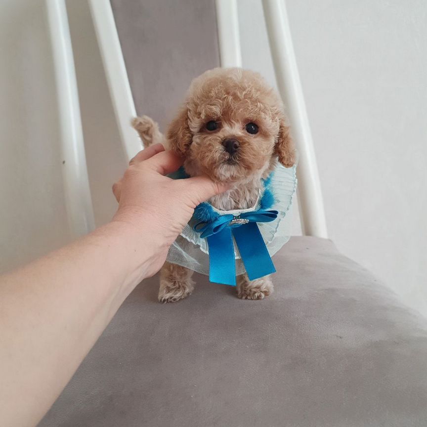 Настоящие мальтипу