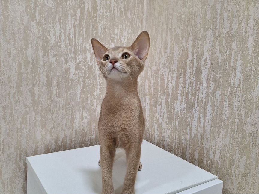 Абиссинский котенок (мальчик)