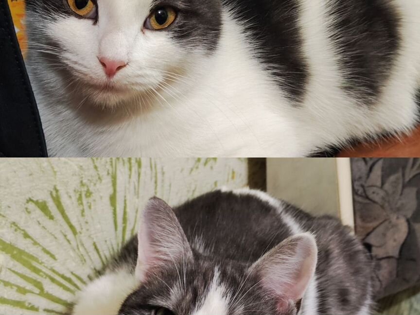 Кошки 1.5 года девочки