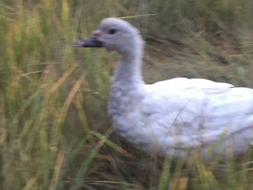 Мускусный утак