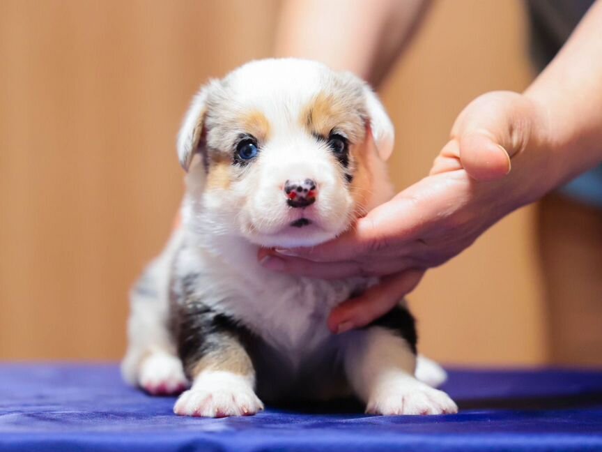 Щенки вельш-корги кардиган