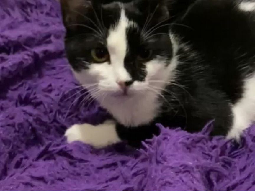 Кошка "под ключ"