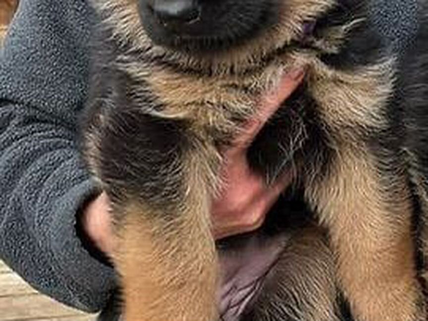 Щенки немецкой овчарки