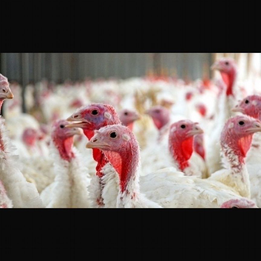 Индюшата хайбрид грейд мейкер