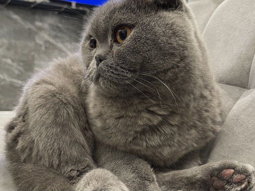 Шотланский вислоухий кот
