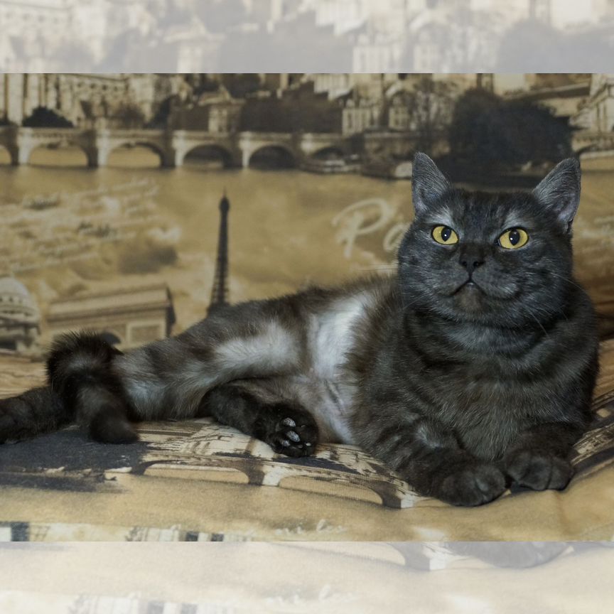 Кошка