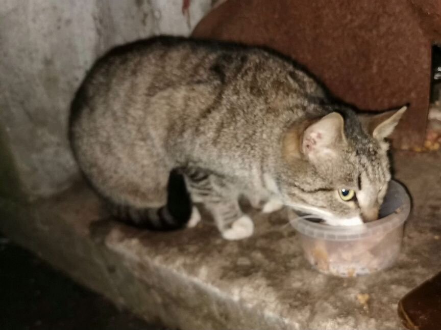 Ласковый молодой котик в добрые руки