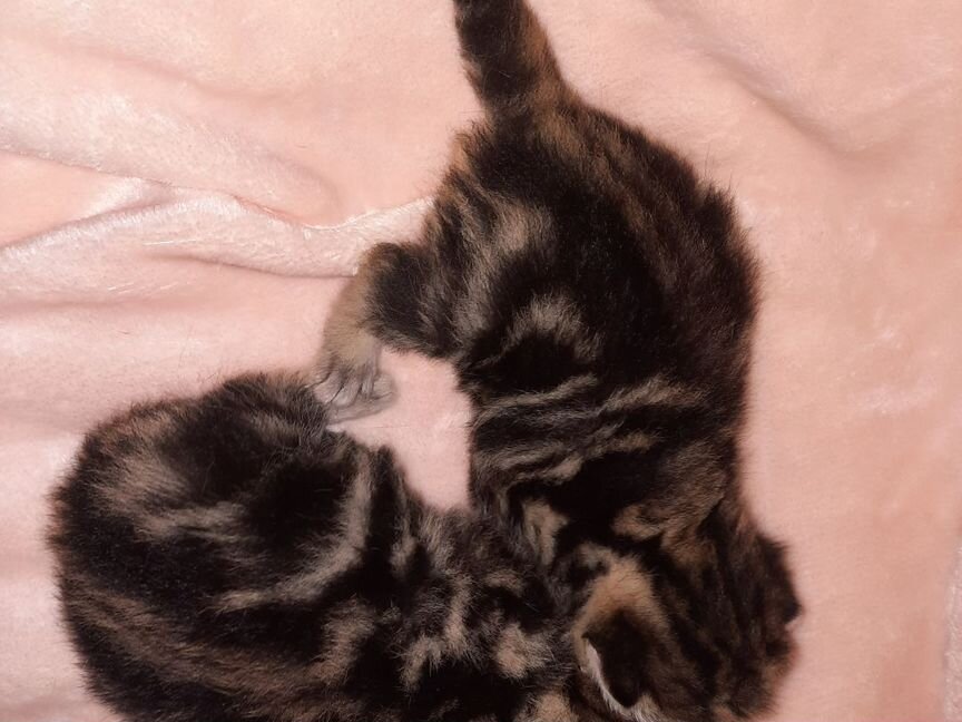 Шотландские котики