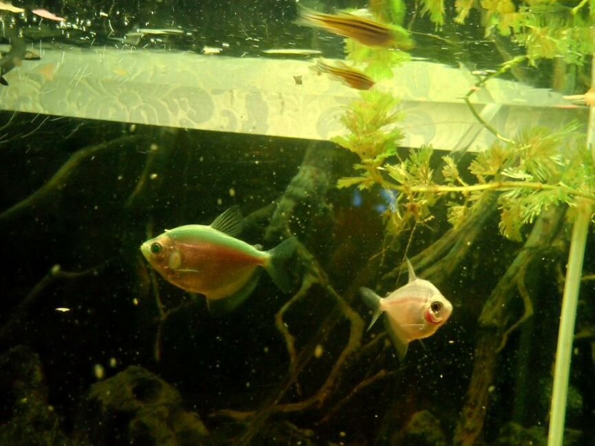 Аквариумные рыбки бесплатно