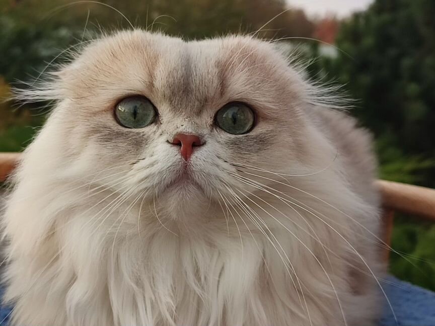 Котик бегемотик