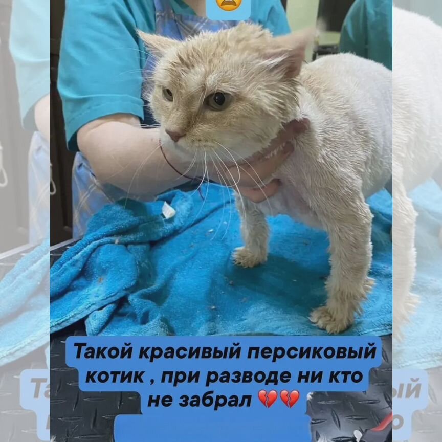 Взрослый кот в добрые руки