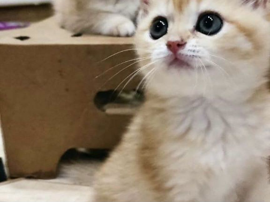 Котята