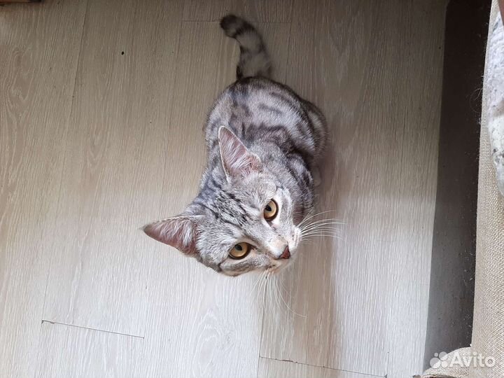 Котик с необычным окрасом ищет дом