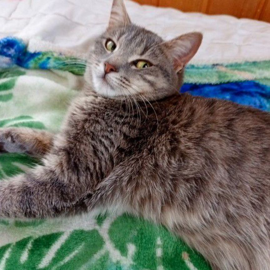 Взрослая, кошка в добрые руки