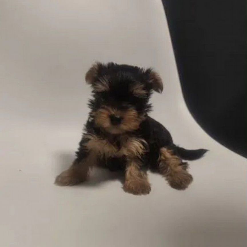 Йоркширский терьер, щенок