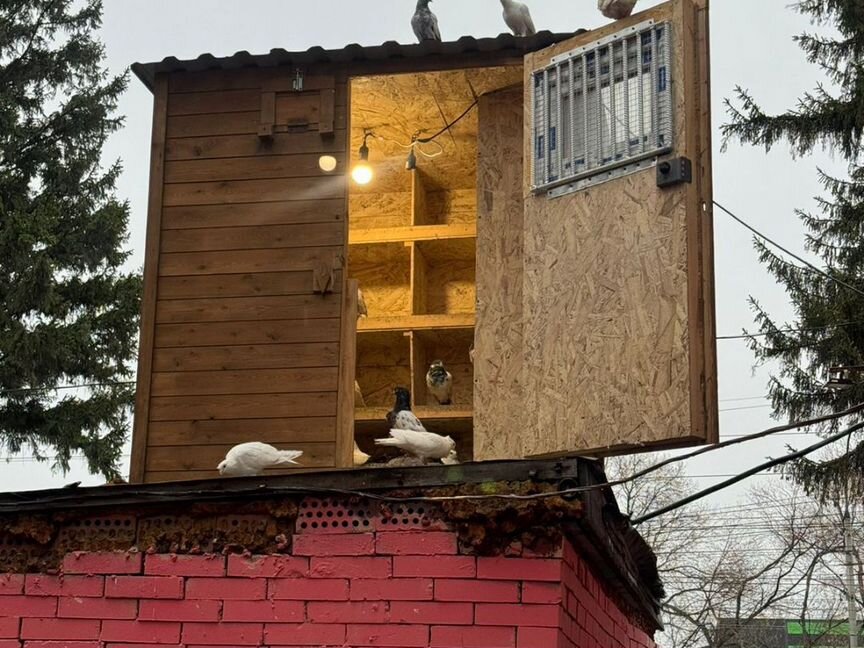 Голубятник