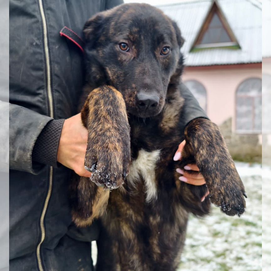 Щенок в добрые руки