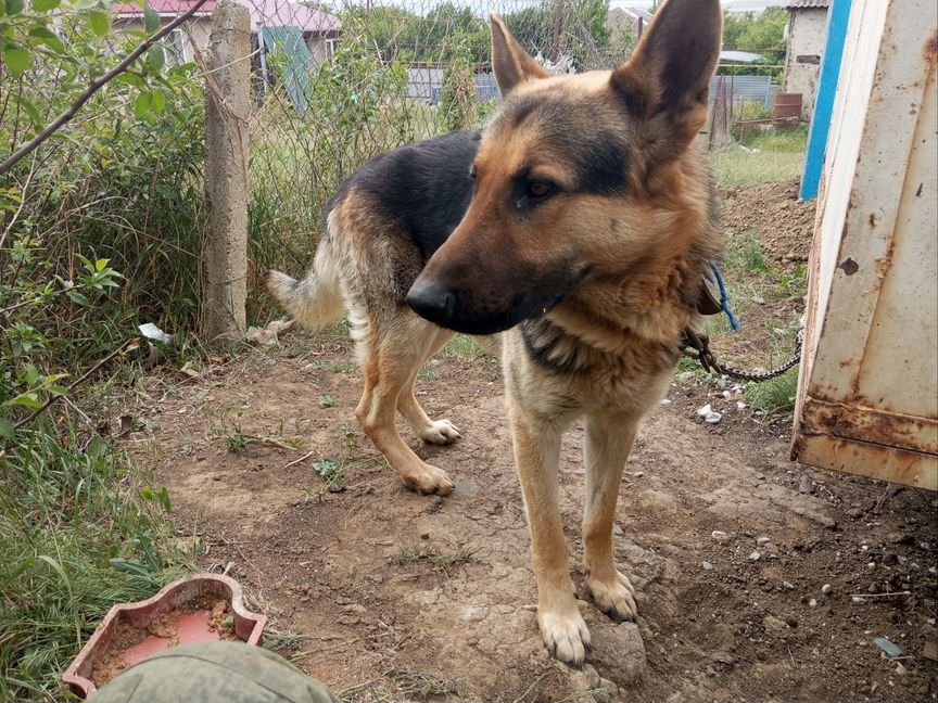 Немецкая овчарка