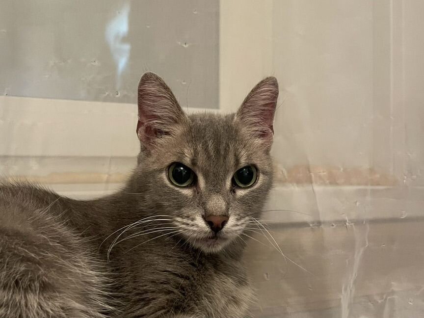 Кошка в дар