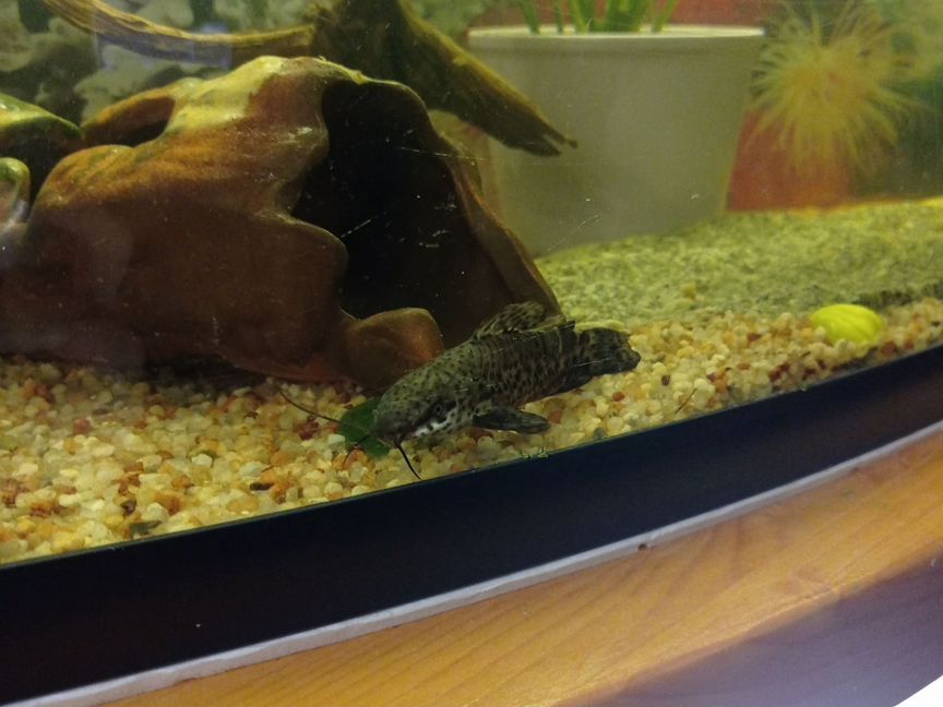 Аквариумные сомики