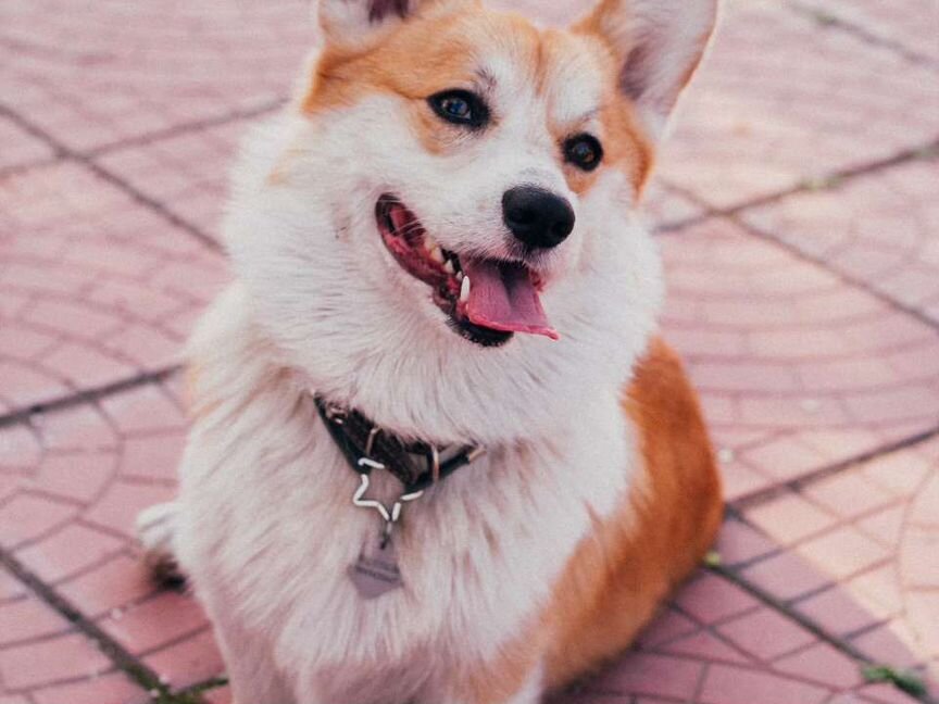 Вельш-корги пемброк вязка