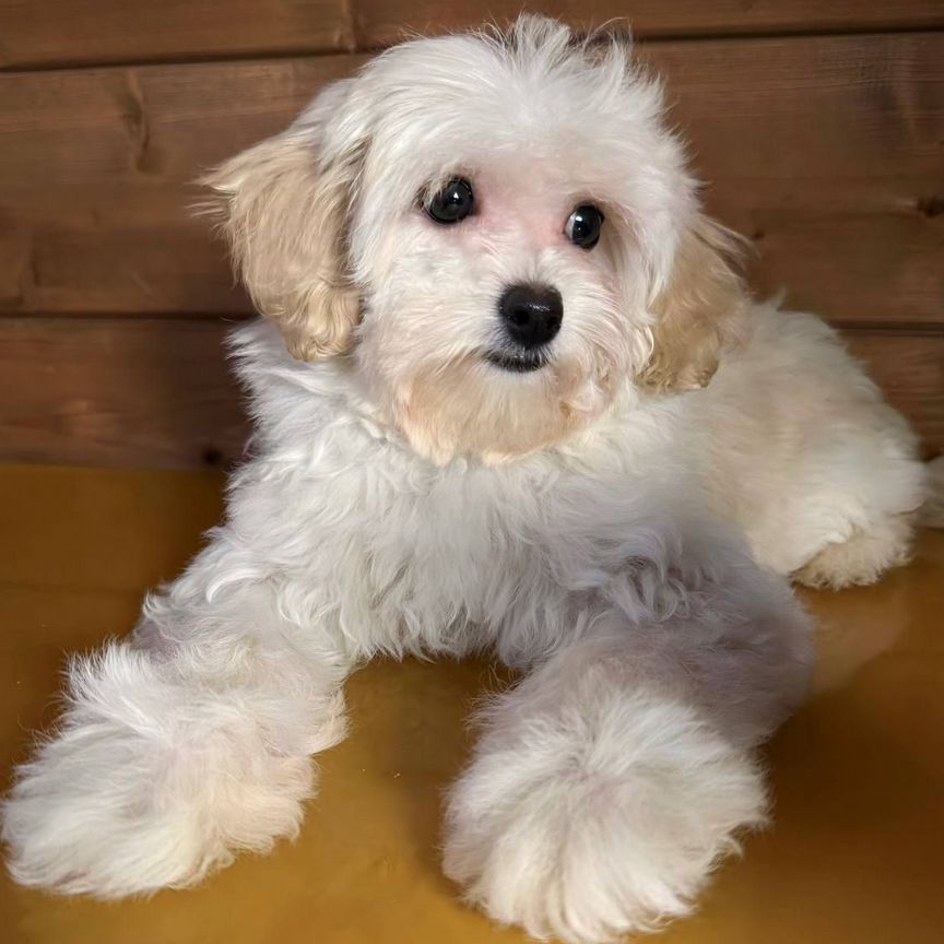 Мальтипу, щенок