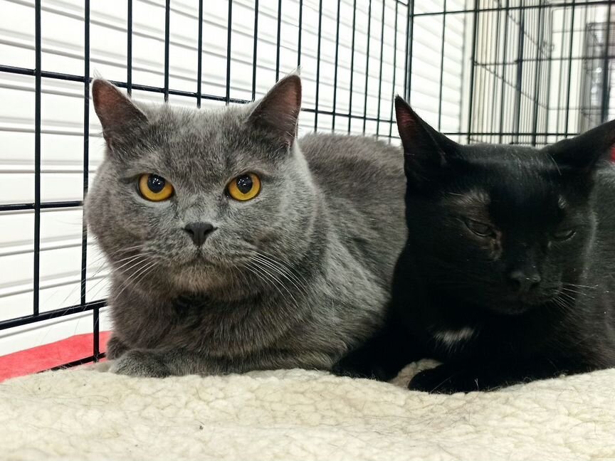 Котик и кошечка в одну семью