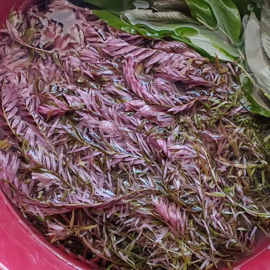 Аквариумные растения прополка