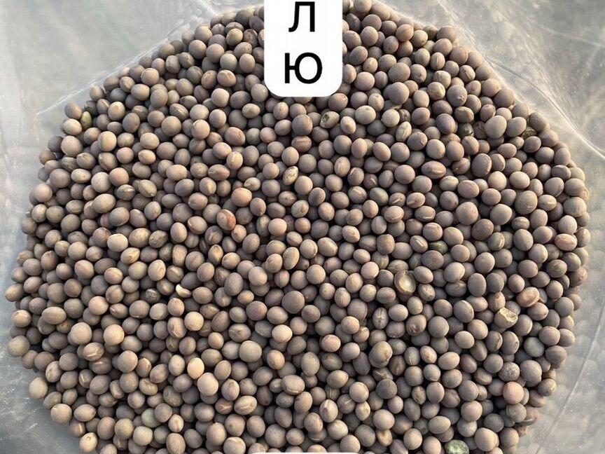 Вика яровая