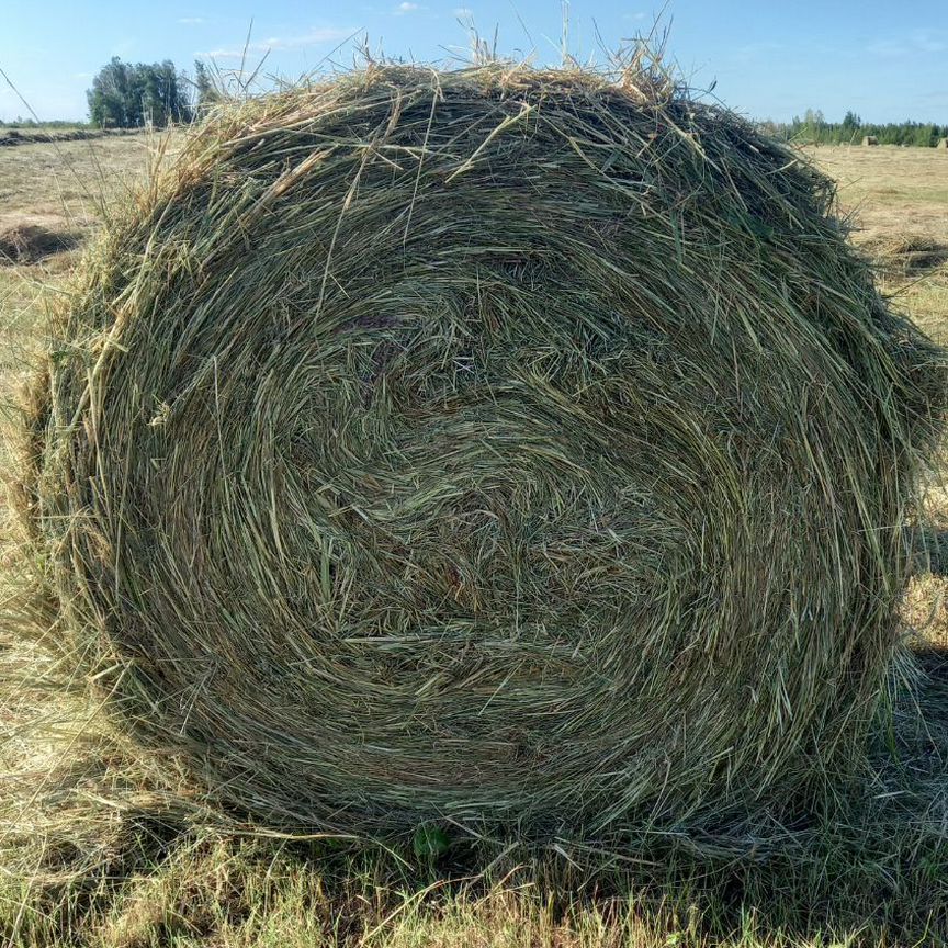 Продам сено в рулонах