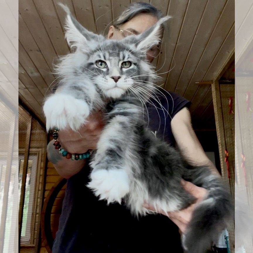Мейн-кун котёнок