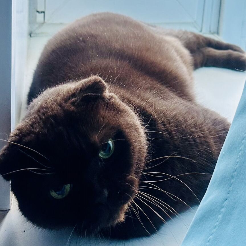 Шотландский вислоухий короткошёрстный, взрослый кот