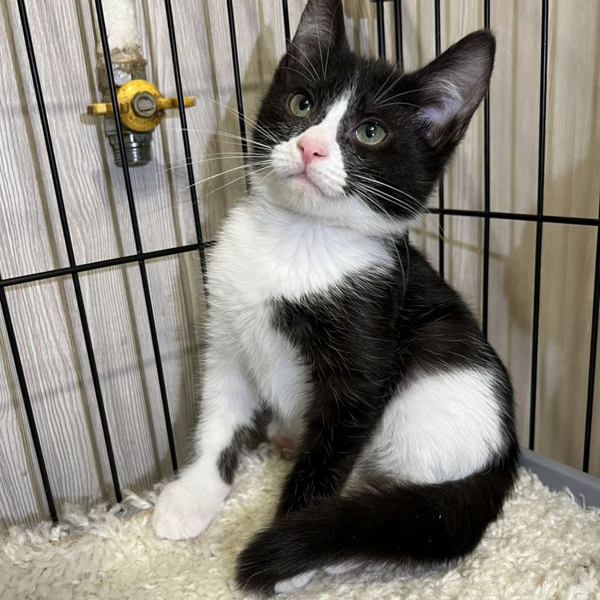 Котёнок в добрые руки