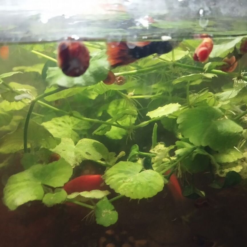 Аквариумное растение